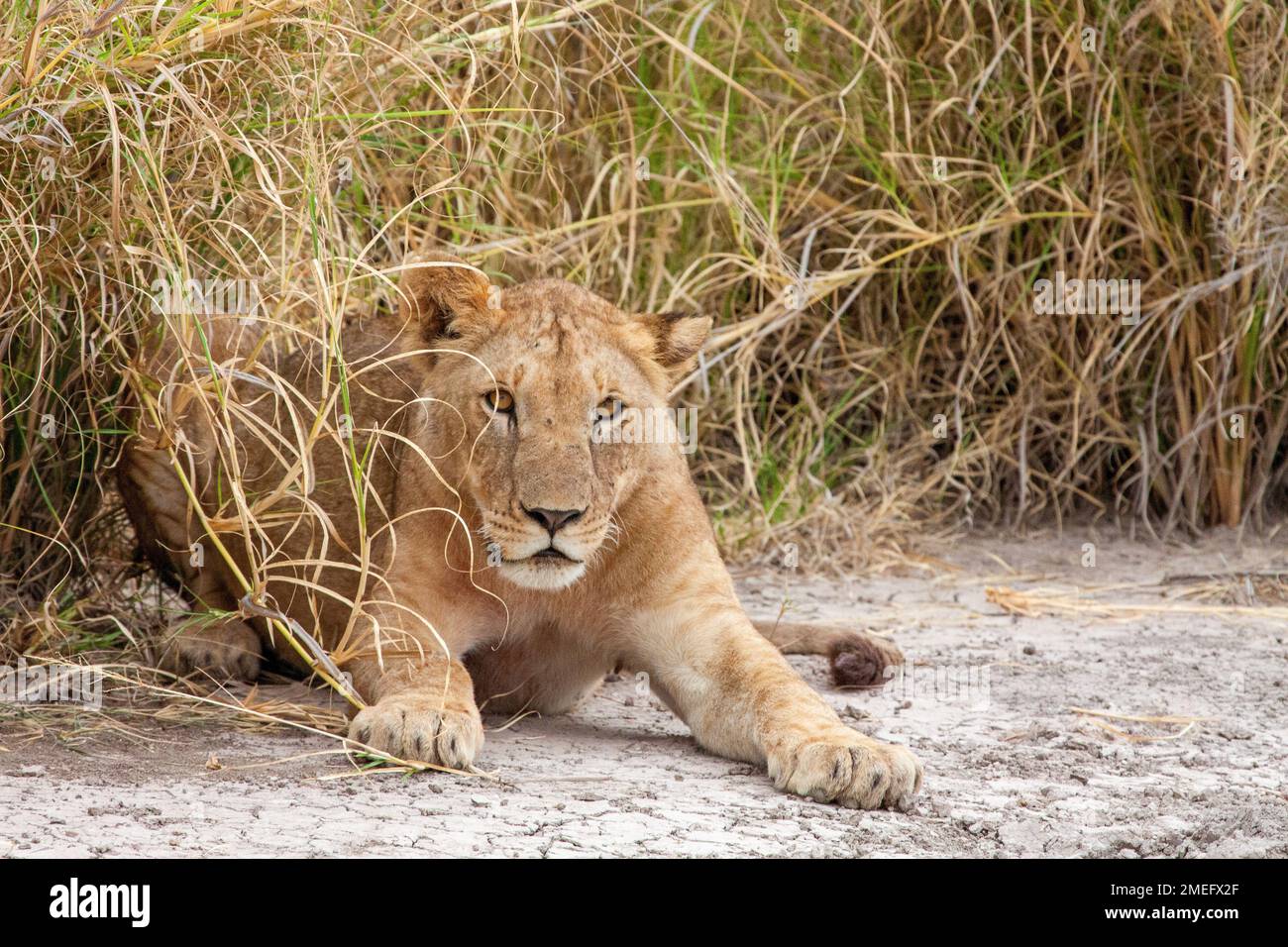 Crouching lions hi-res stock photography and images - Alamy