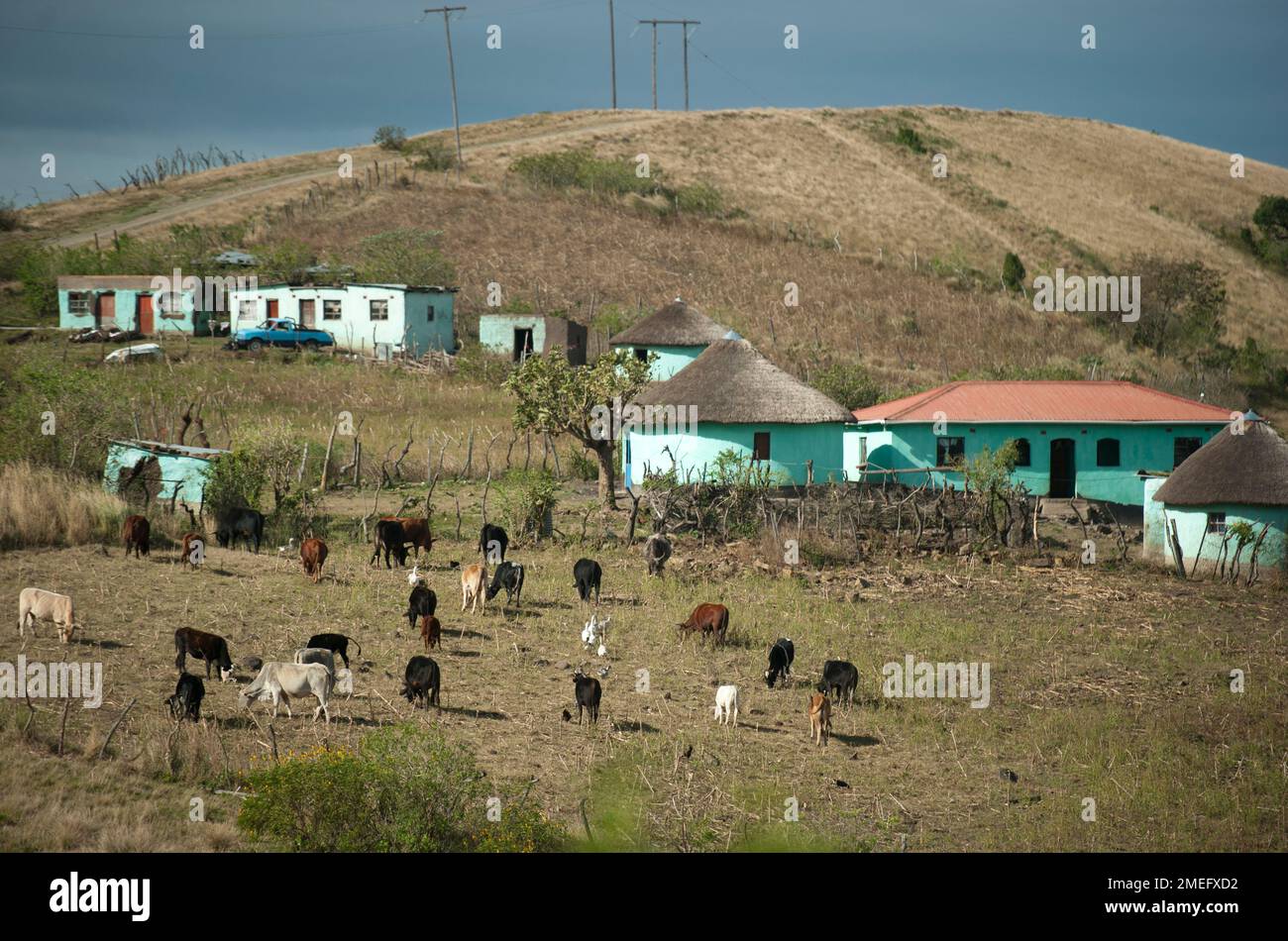 Farms on hill with cows, Swazeni district, Pondoland, Eastern Cape ...