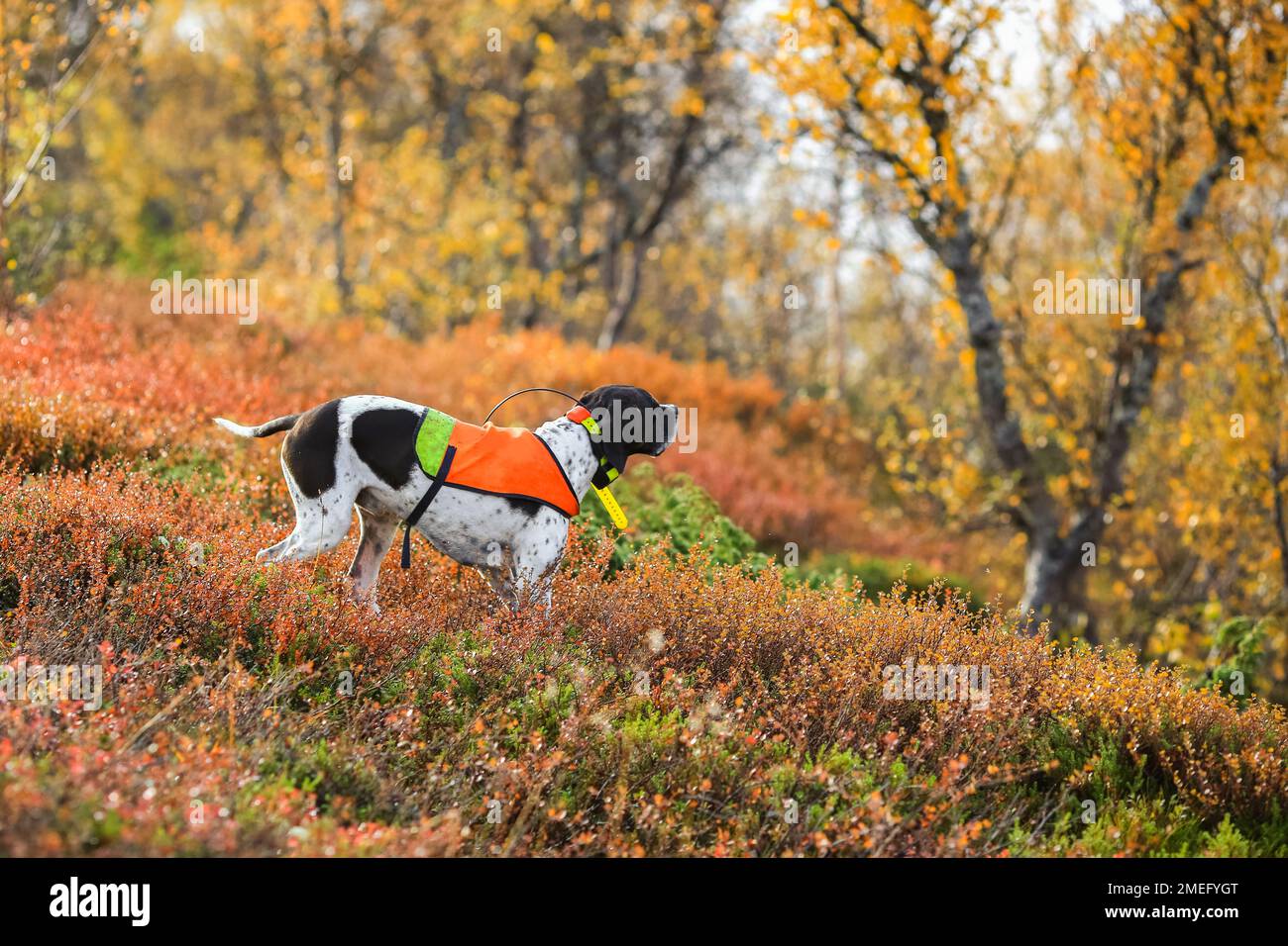 Dog english pointer hunting in the mountains in the autumn Stock Photo ...
