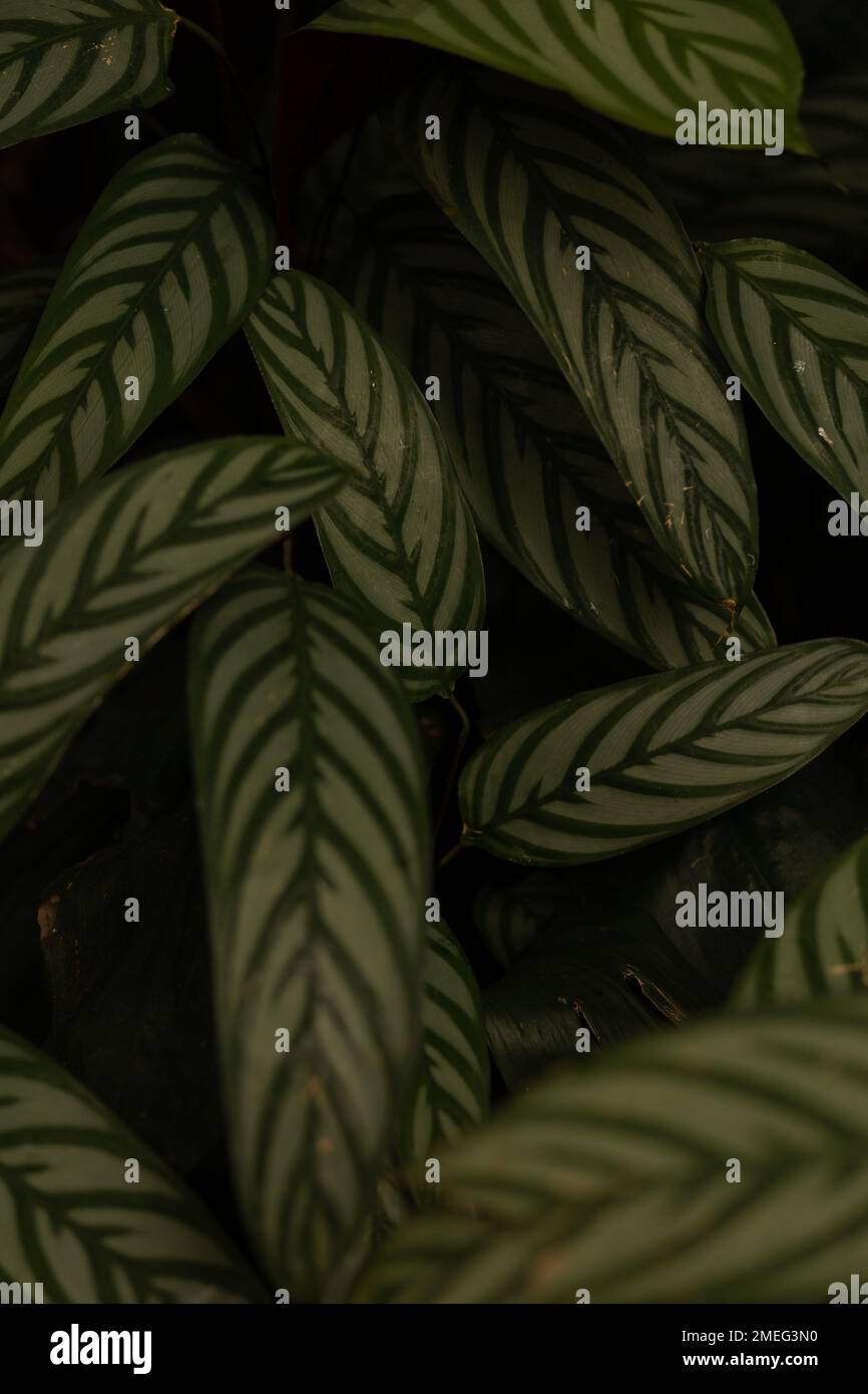 A beautiful shot of giant bamburanta or never-never plant(Ctenanthe ...