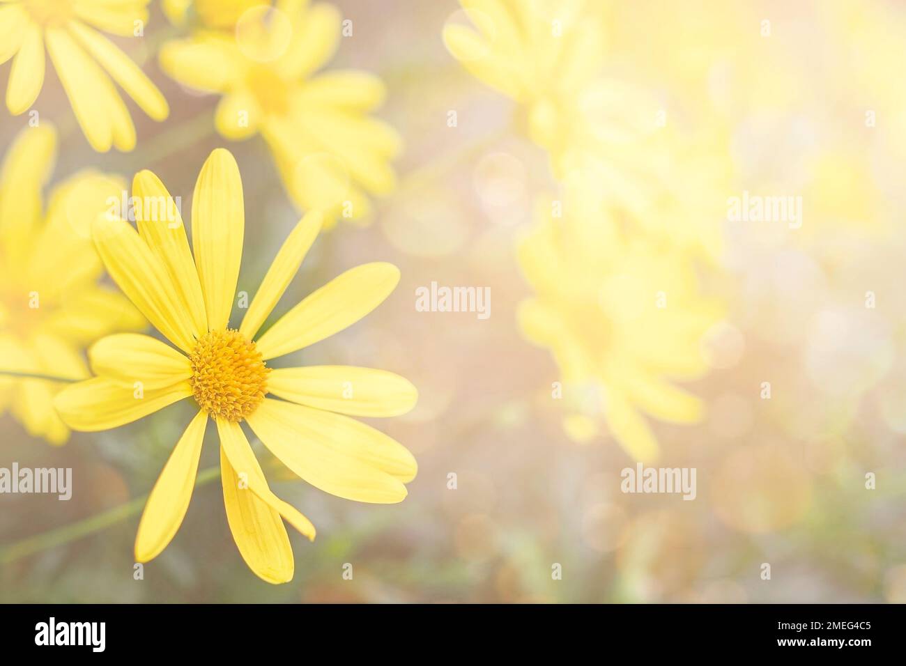 Spring background with beautiful yellow big flowers Stock Photo - Alamy