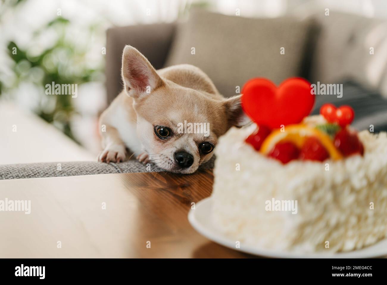 Dog wanted Valentine's Day cake. Funny chihuahua asking sweet pie with ...