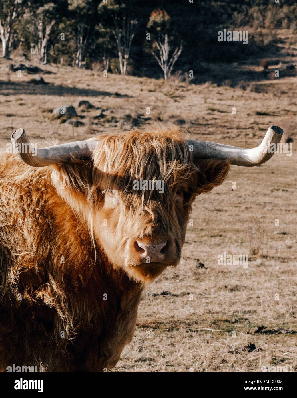 Highland Cow in the ACT Wilderness Stock Photo - Alamy