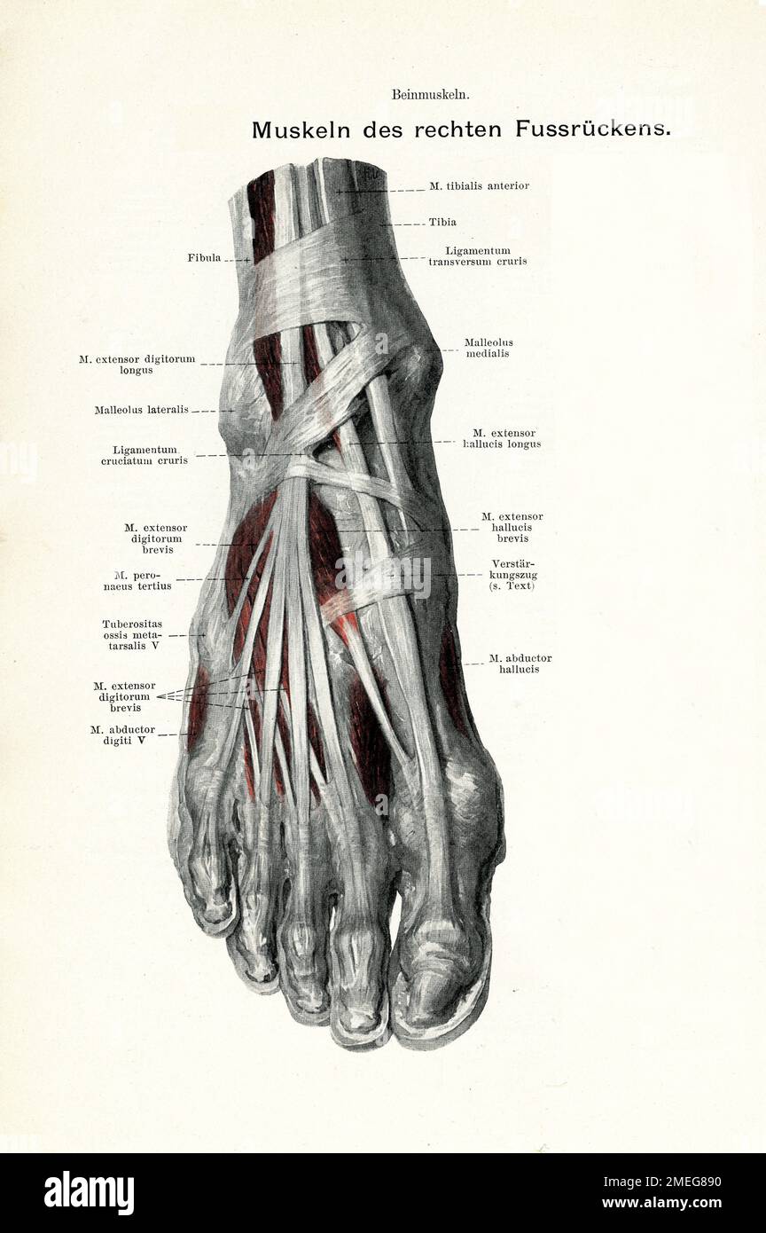 Vintage illustration of anatomy musculature of the right dorsum of the ...