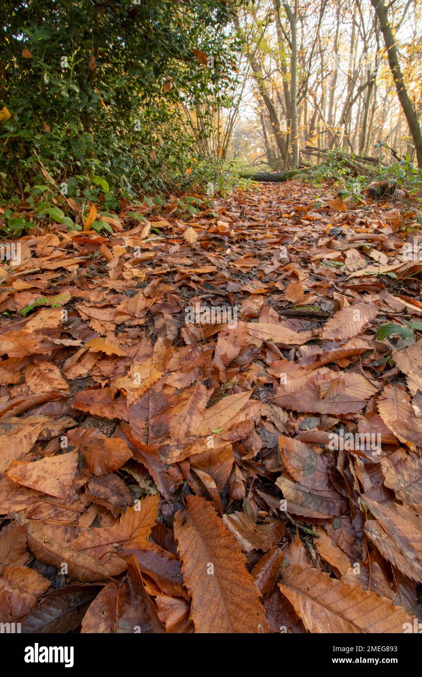 Natural close up semi-abstract patterns and textures in the environment ...
