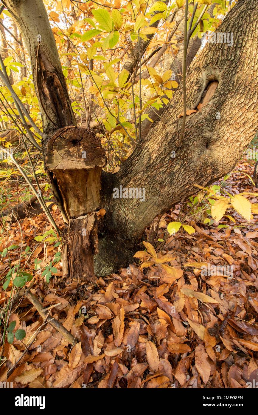 Natural close up semi-abstract patterns and textures in the environment ...