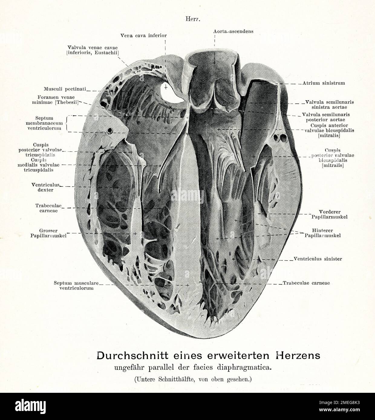 Vintage illustration of anatomy, heart musculature: section parallel to ...