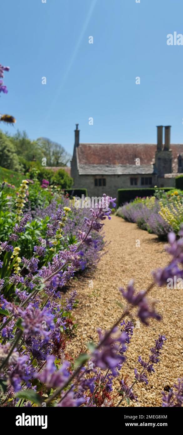 The purple lavender flowers on the pathway on the background of ...