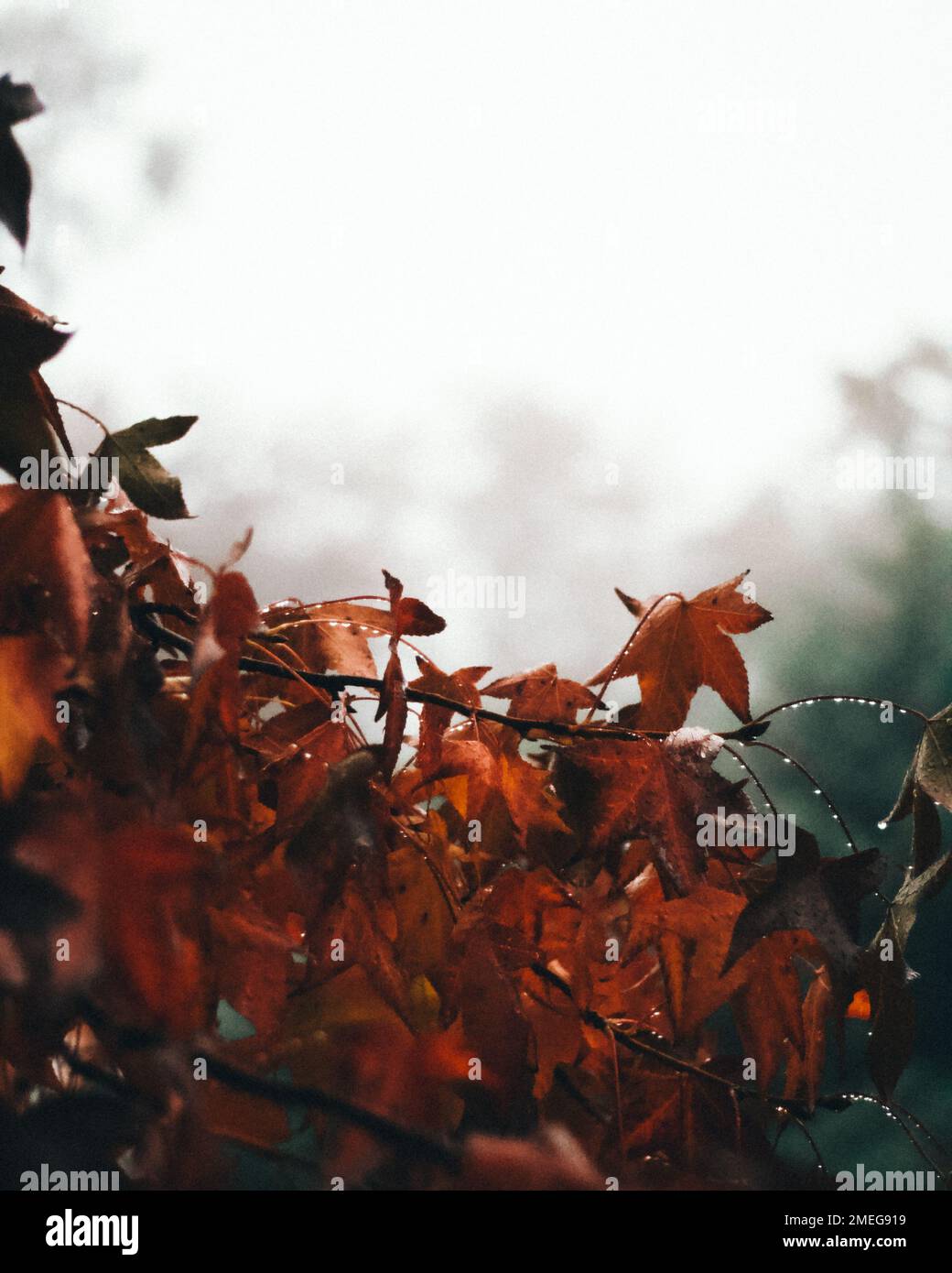 Gloomy Fall Day