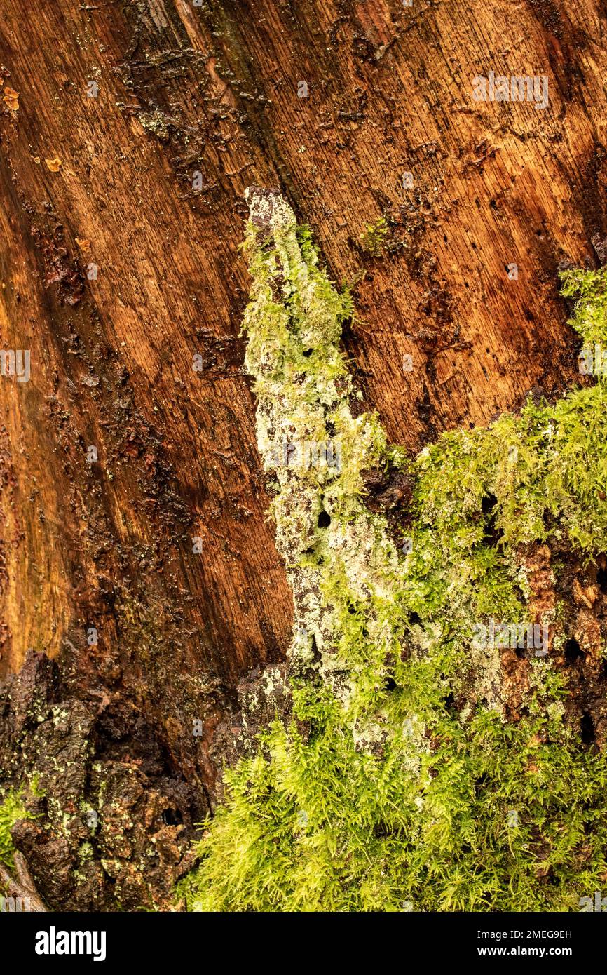 Natures chaos; natural environmental patterns formed by shapes in an ...