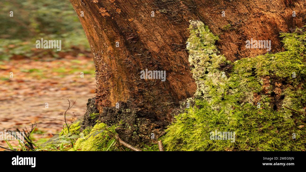Natures chaos; natural environmental patterns formed by shapes in an ...
