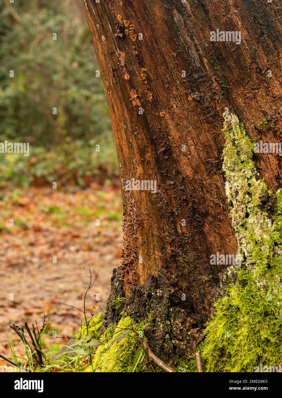 Natures chaos; natural environmental patterns formed by shapes in an ...