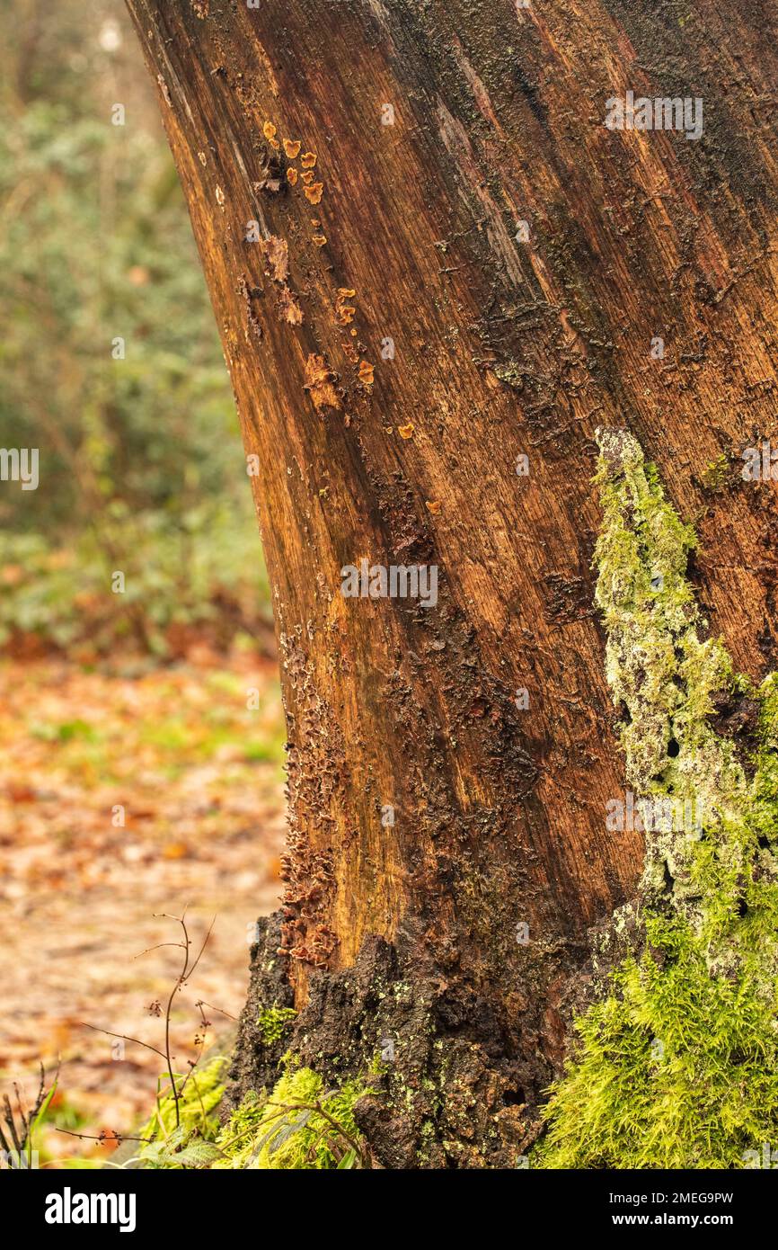 Natures chaos; natural environmental patterns formed by shapes in an ...