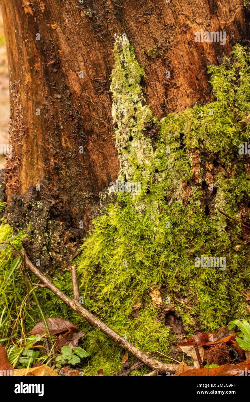 Natures chaos; natural environmental patterns formed by shapes in an ...