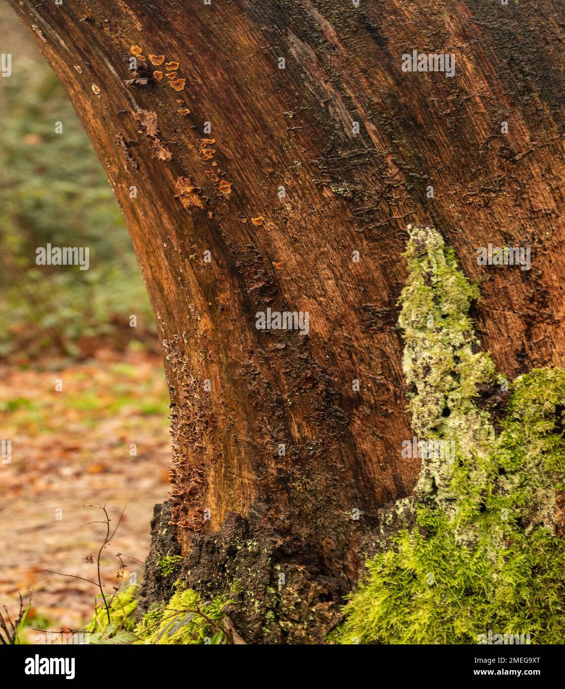 Natures chaos; natural environmental patterns formed by shapes in an ...