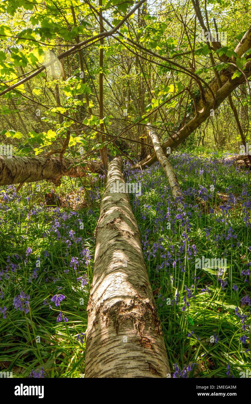 Natures chaos; natural environmental patterns formed by shapes in an ...
