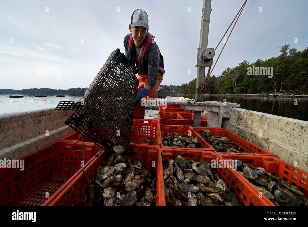 Oyster farmer Sam Dorval of Ferda Farms harvests oysters on the New ...