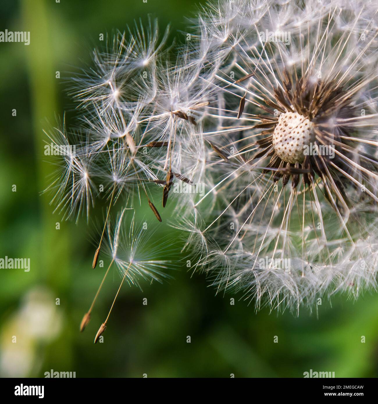 Seeds with drops hi-res stock photography and images - Alamy