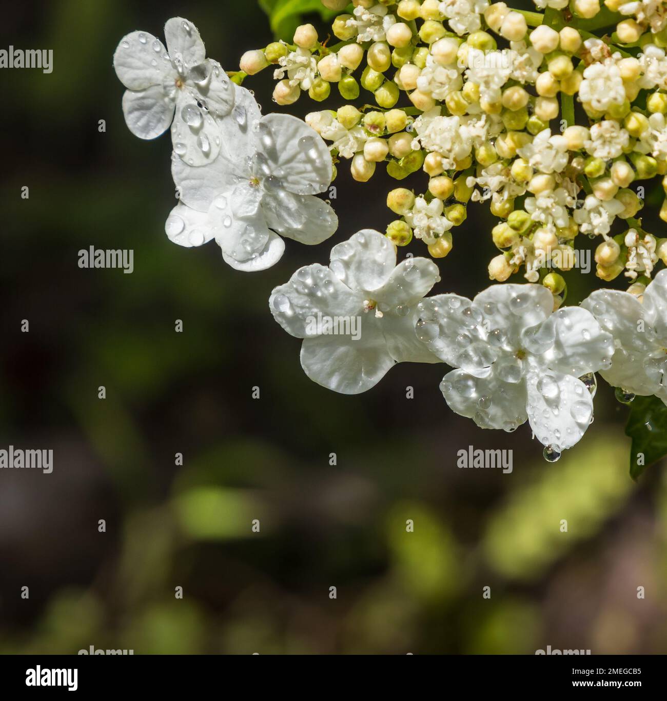 Viburnum flower with green leaves on sky background in sunny weather ...