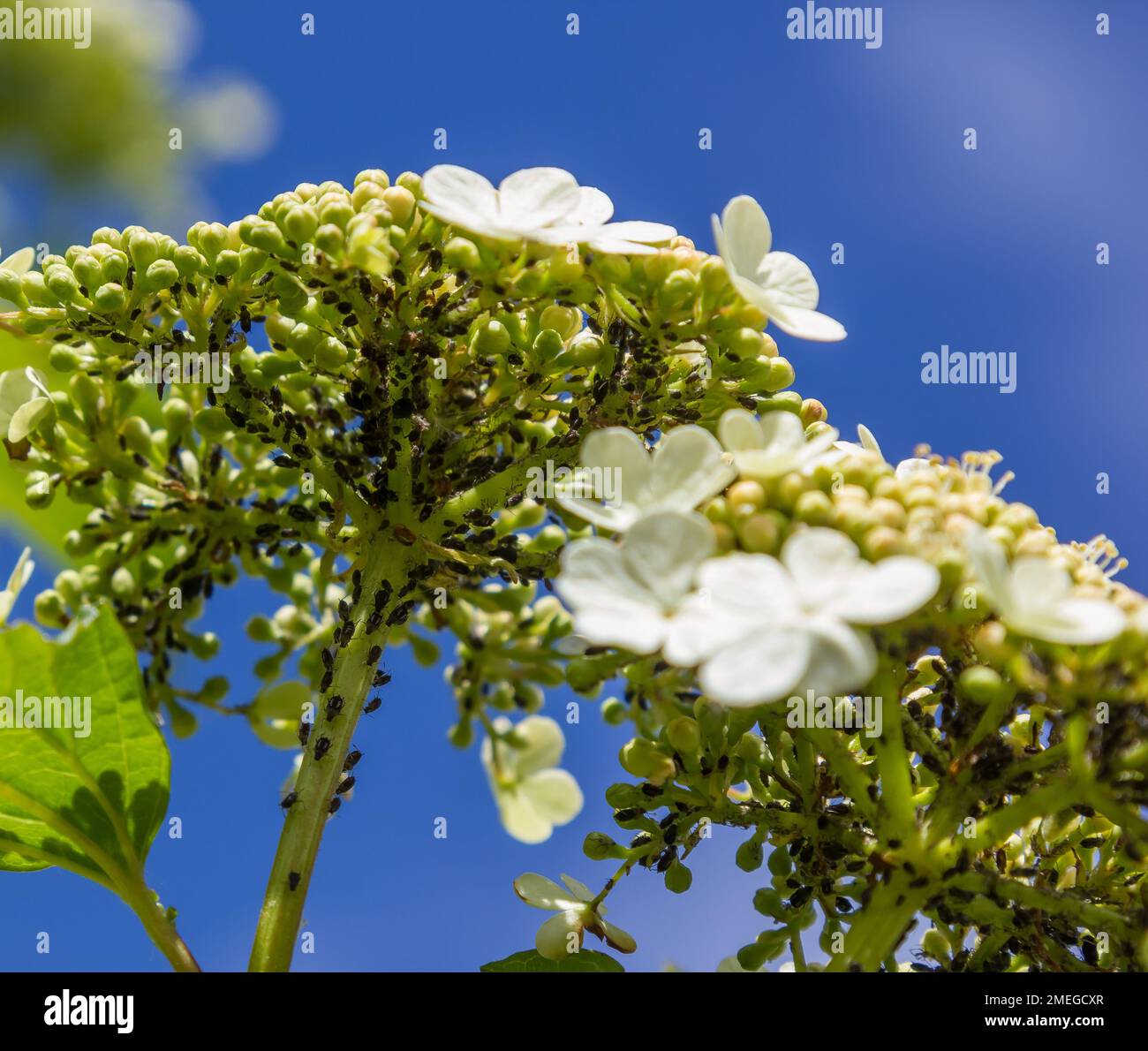 Viburnum flower with green leaves on sky background in sunny weather ...