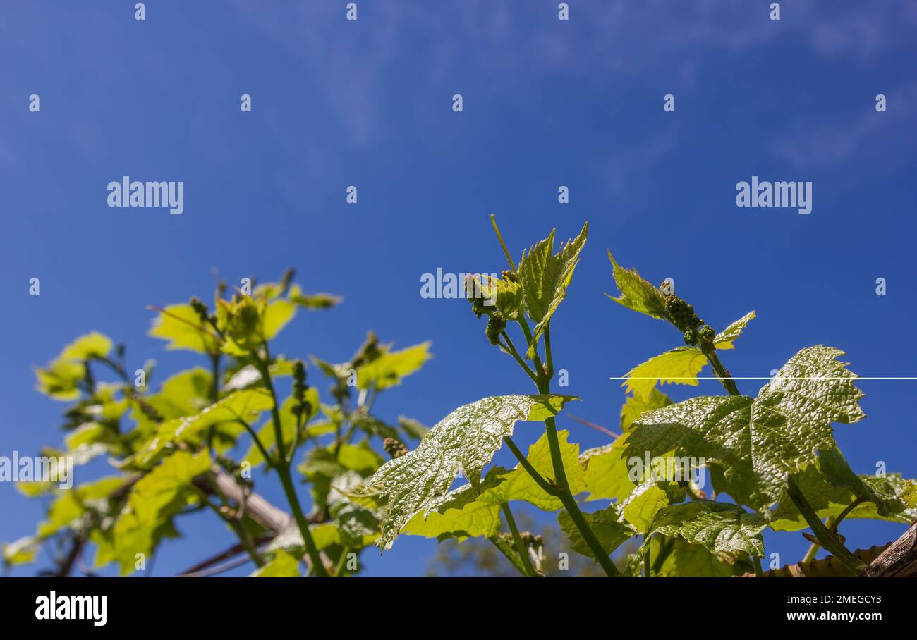 Viticulture vine wine leaves hi-res stock photography and images - Alamy