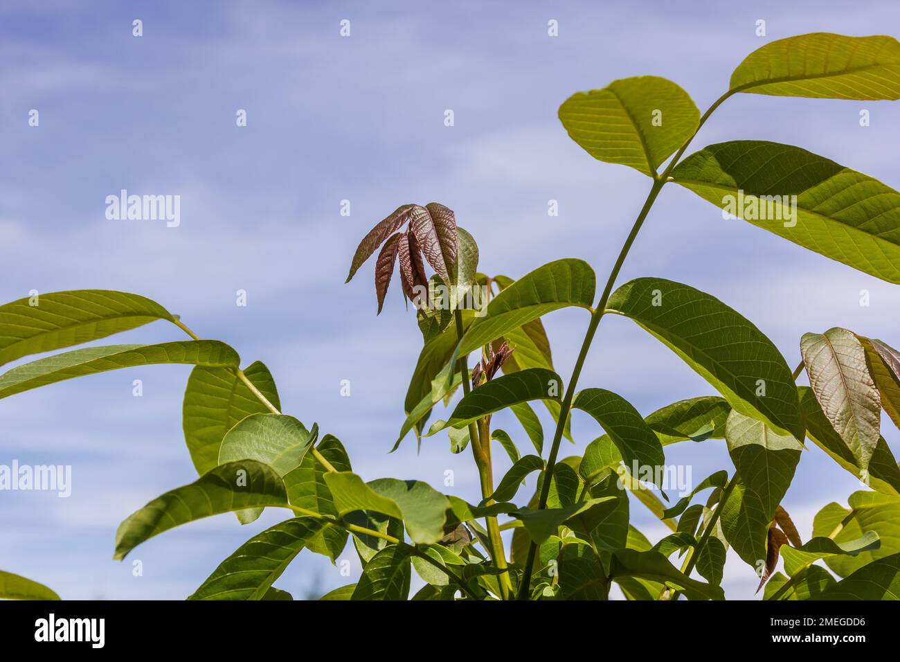 Walnut tree branches with green leaves on sky background in sunny ...