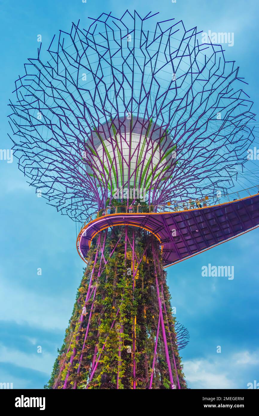 Looking up at a Supertree and elevated walkway at Supertree Grove ...