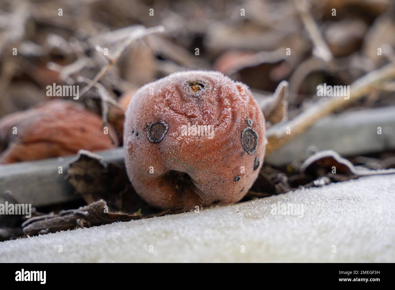 Frost covered rotten apple in winter Stock Photo - Alamy