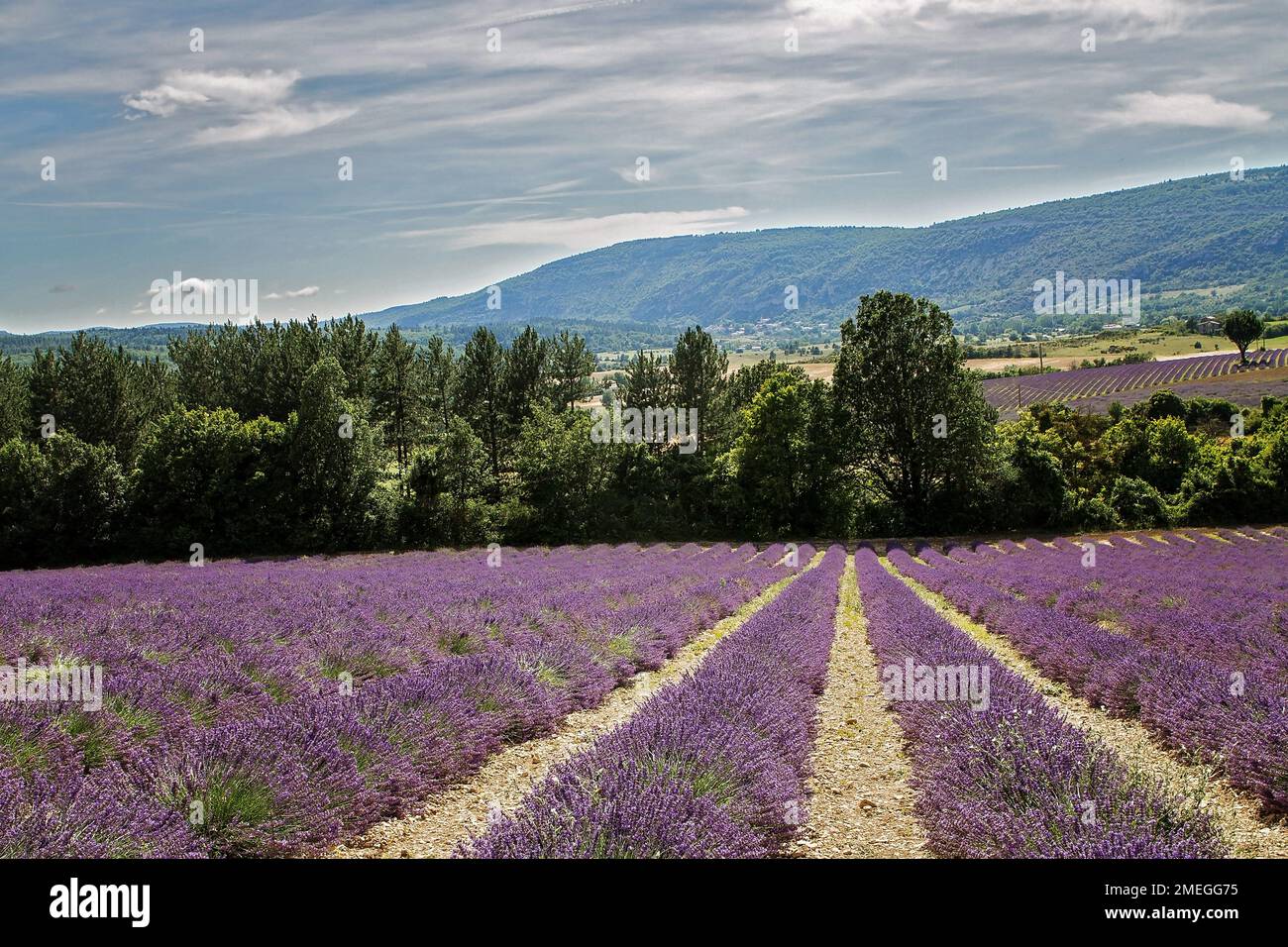 Lavender fields in Provence, France running far away. Medicinal plants ...