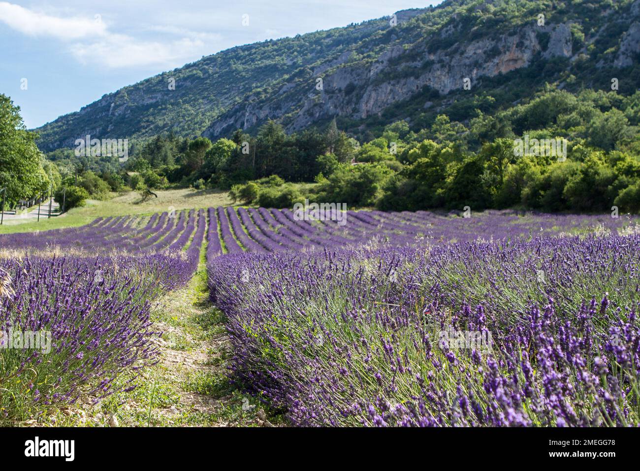 Lavender fields in Provence, France running far away. Medicinal plants ...
