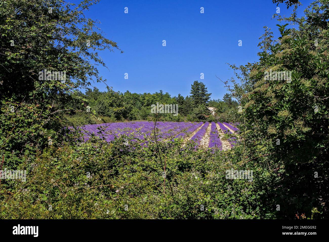 Lavender fields in Provence, France running far away. Medicinal plants ...