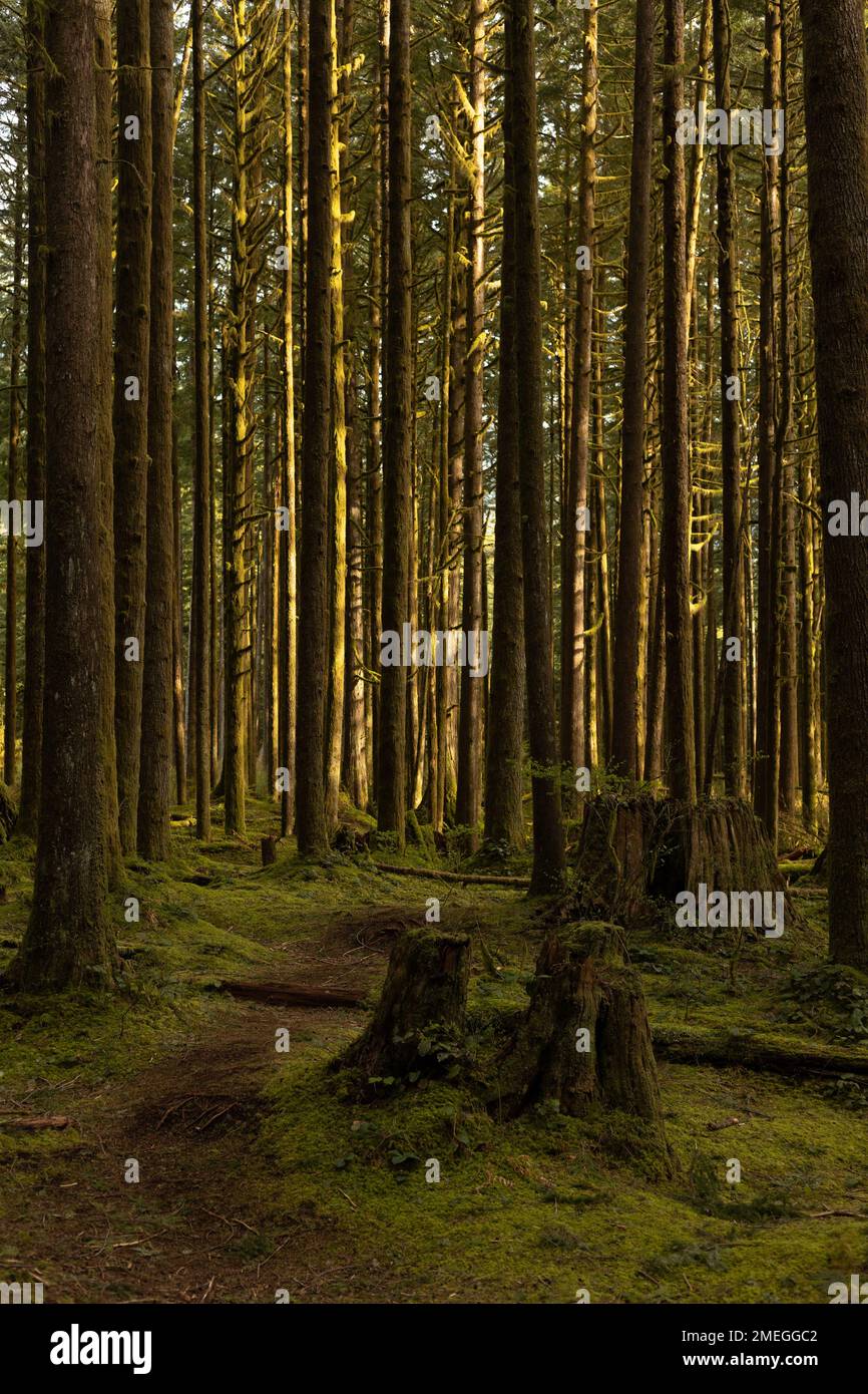 A vertical shot of a path through tall mossy pine forest Stock Photo ...
