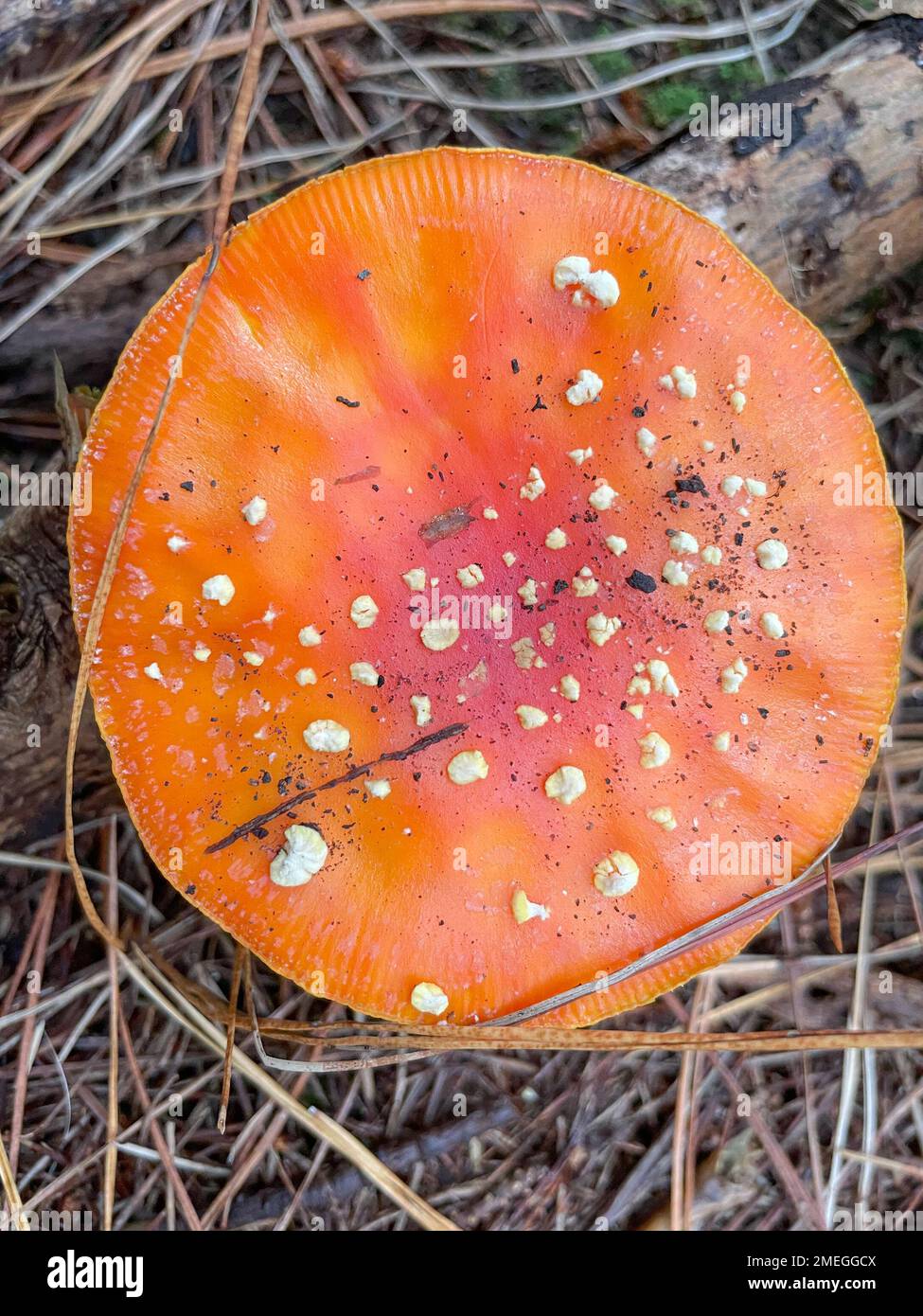 Close up view of Amanita muscaria mushroom, commonly known as the fly ...