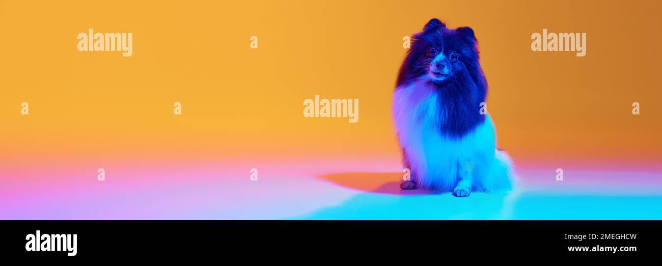 Cute little white-brown Spitz dog, charming pet posing at studio over ...