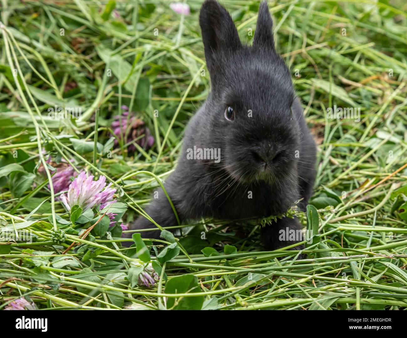 little black rabbits in the green grass Stock Photo - Alamy