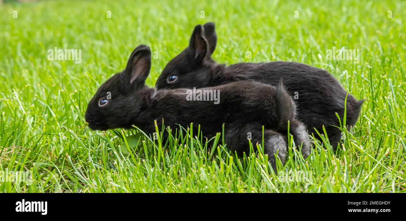 little black rabbits in the green grass Stock Photo - Alamy