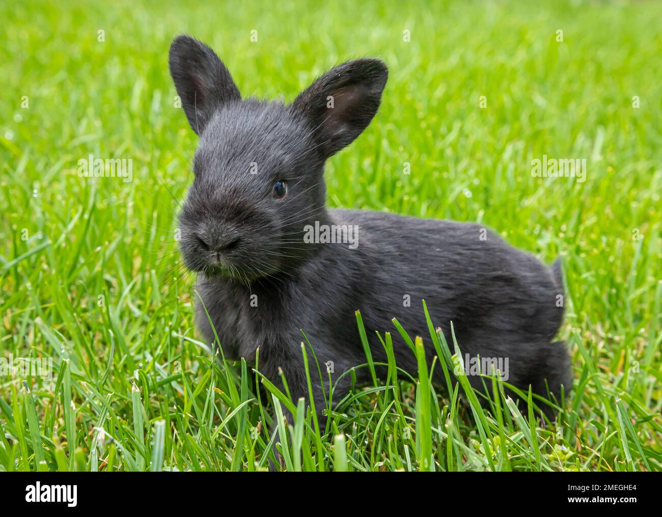 little black rabbits in the green grass Stock Photo - Alamy
