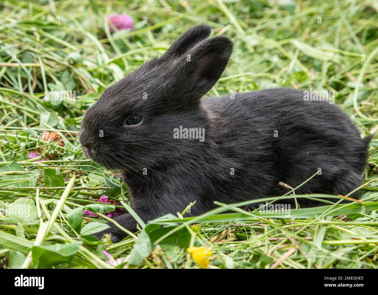 little black rabbits in the green grass Stock Photo - Alamy