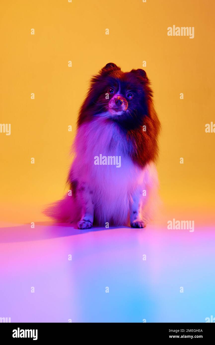 Cute little white-brown Spitz dog, charming pet posing at studio over ...