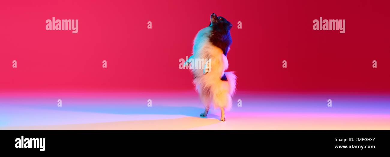 Cute little white-brown Spitz dog, charming pet posing at studio over ...