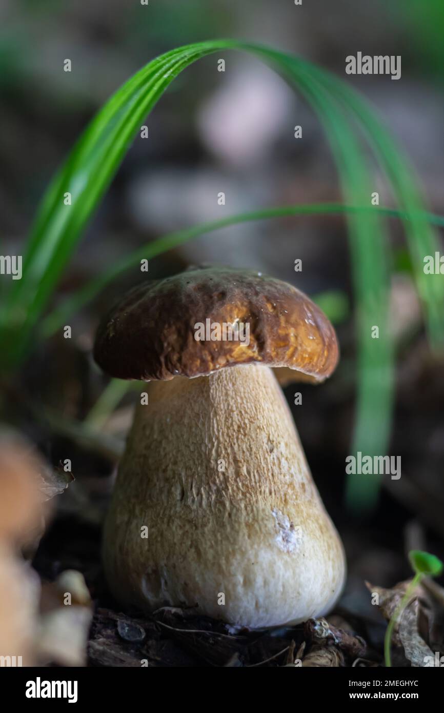 mushroom in the natural environment in the forest Stock Photo - Alamy