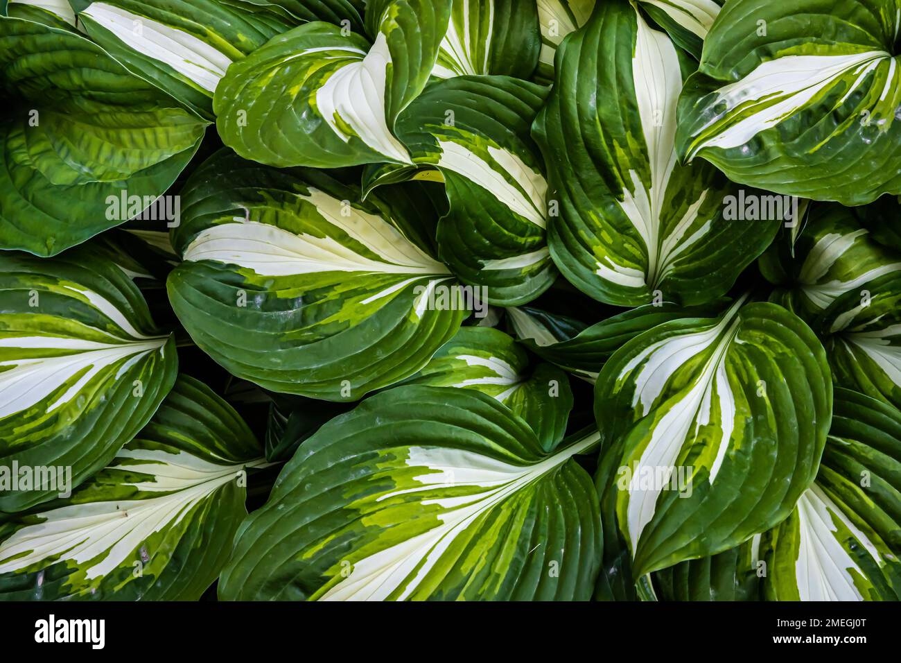 green leaves of plants in the garden. texture Stock Photo - Alamy
