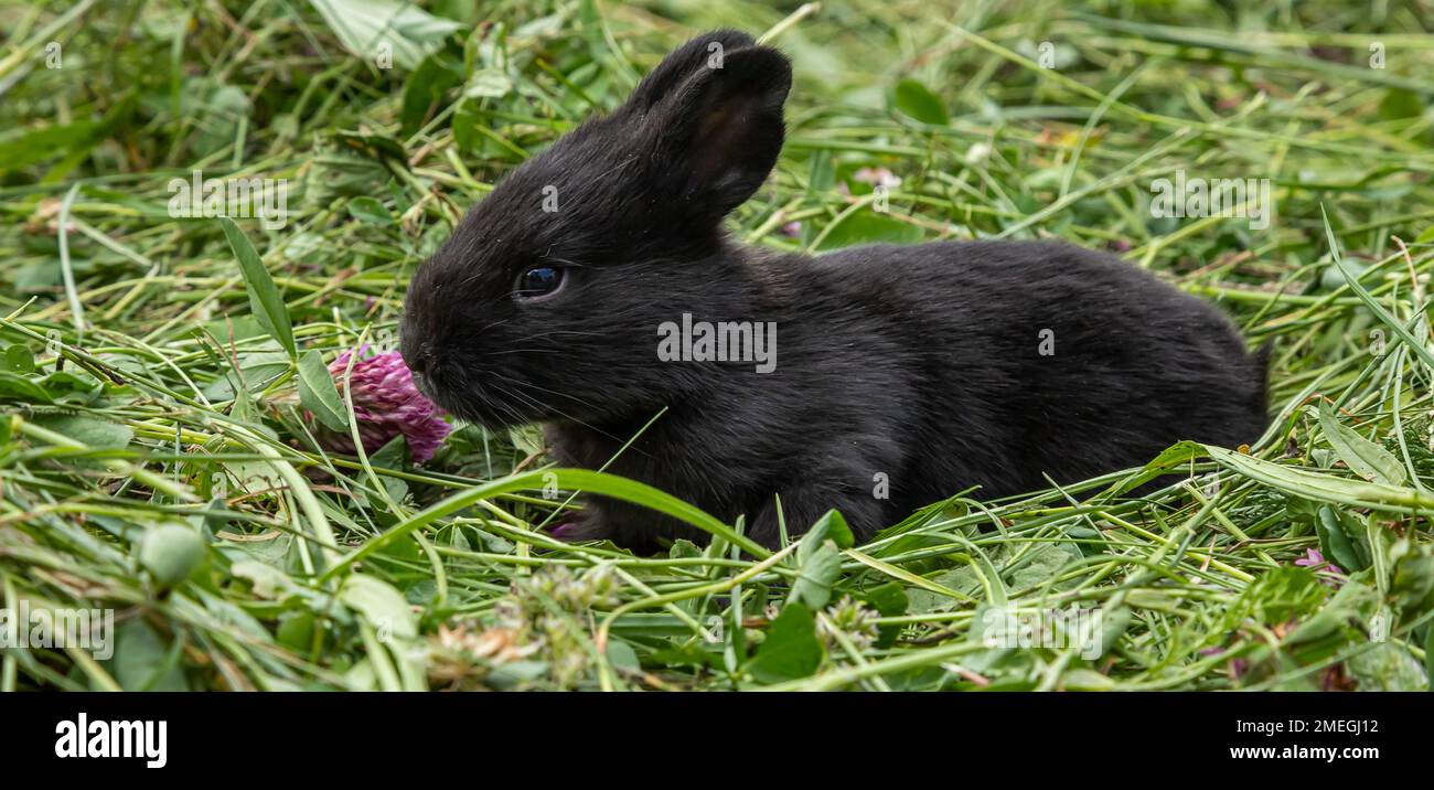 little black rabbits in the green grass Stock Photo - Alamy