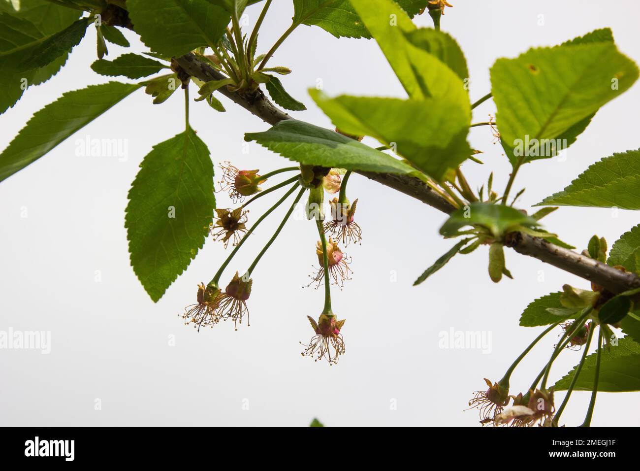 flowering cherry fruit tree on a background of garden and sky Stock ...