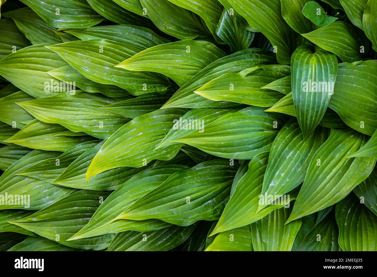 green leaves of plants in the garden. texture Stock Photo - Alamy