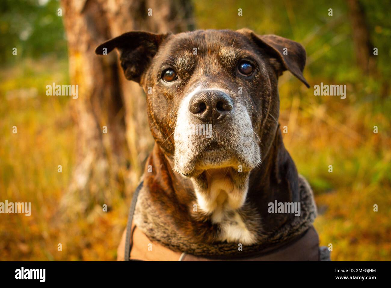 A selective shot of a fawn American Pit Bull Terrier with a harness in ...