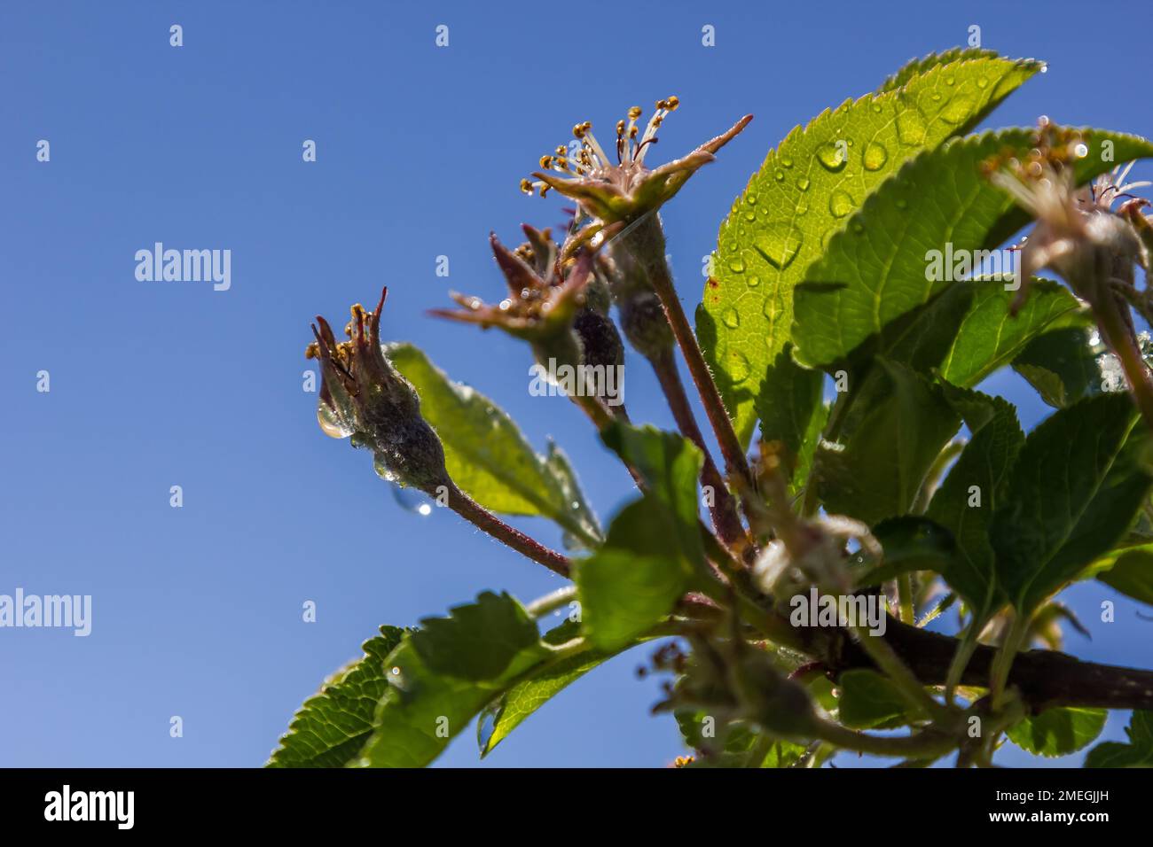 the apple tree has faded. In place of flowers appeared unripe apples ...