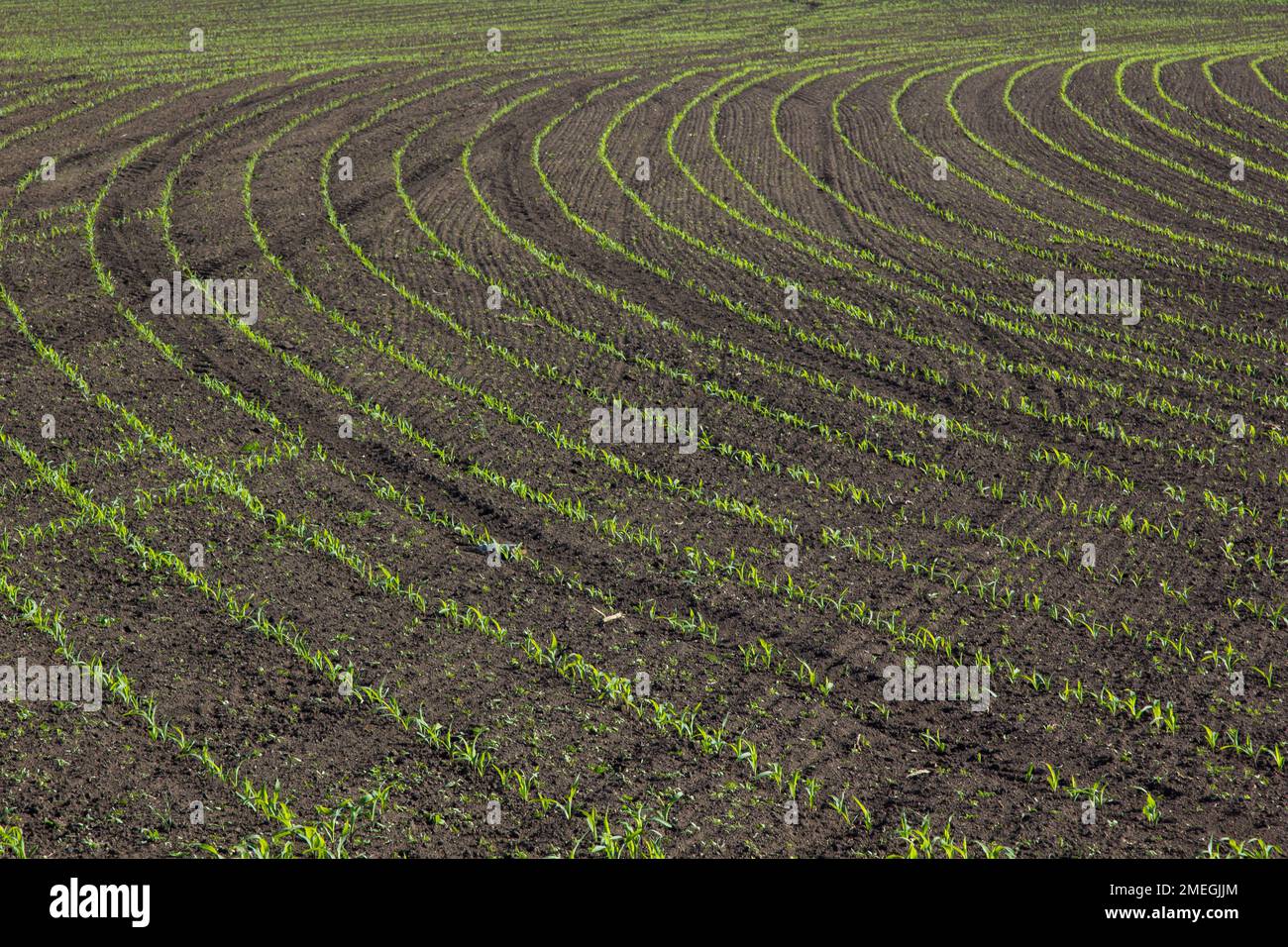 field with corn in spring. Parposts of plants began to grow in a ...