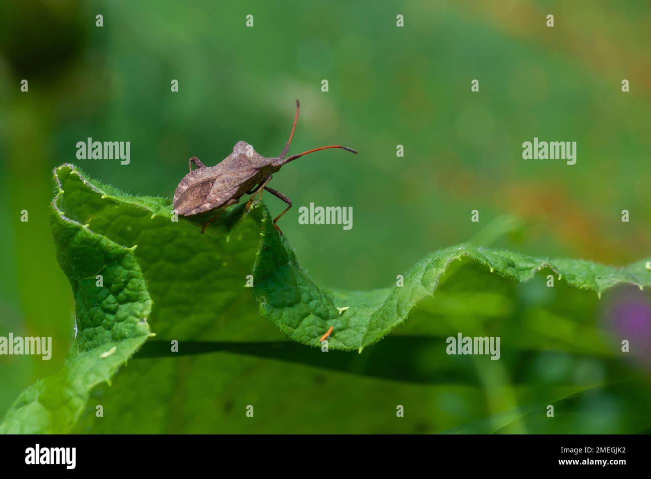Macro summer beetle hi-res stock photography and images - Alamy