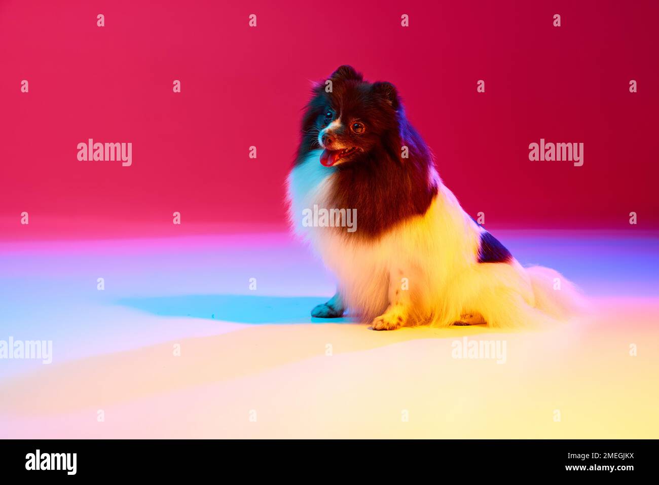 Cute little white-brown Spitz dog, charming pet posing at studio over ...